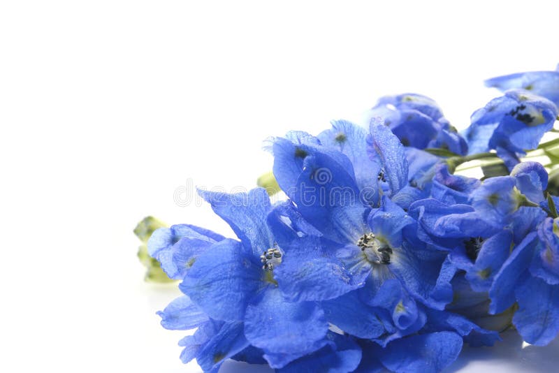 Deep Blue Delphinium Flowers. Floral Background. Stock Image - Image of ...