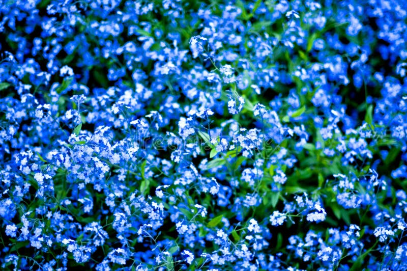Deep blue flowers stock photo. Image of blooming, flowers - 4929934