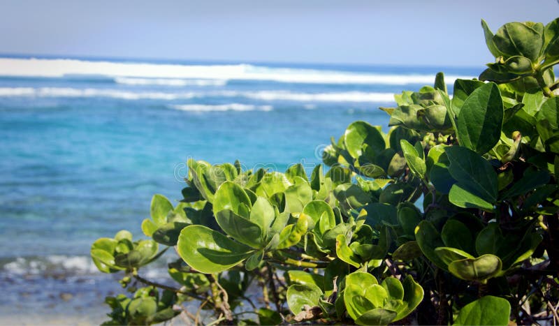 Deep Blue stock image. Image of evening, harbor, hawaiian - 69384499