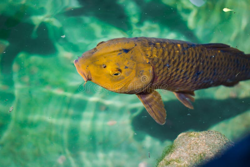 Deep blue Koi Fish stock image. Image of fish, blue - 146059515