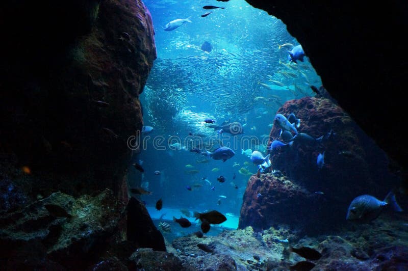 Deep Blue Ocean in Tokyo stock photo. Image of proximity - 71163818
