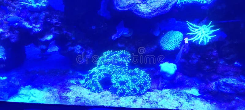 Deep Blue Sea Ocean Coral 2 Stock Image - Image of fish, underwater ...