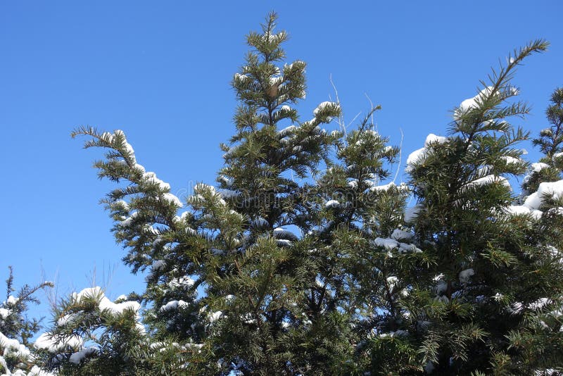 Deep Blue Sky and Branches of Yew Covered with Snow Stock Image - Image ...