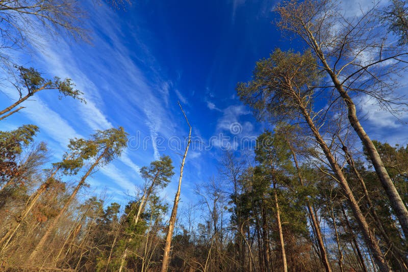Deep Blue Sky, Stratus Clouds And And Trees Stock Photo - Image of flow ...