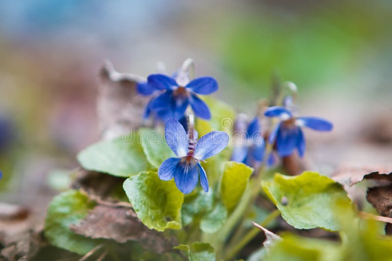 Deep Blue Violets Viola Odorata in a Spring Forest Stock Image - Image ...