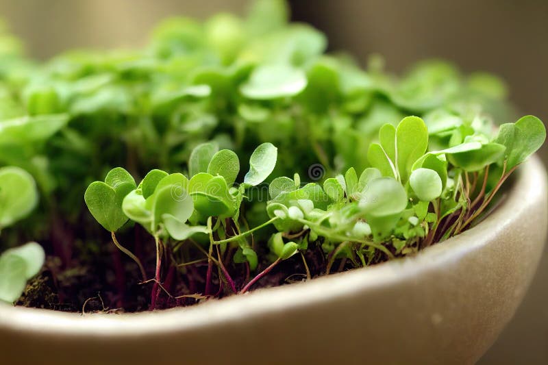Deep Bowls with Microgreens for Growing at Home for Vegetarian ...