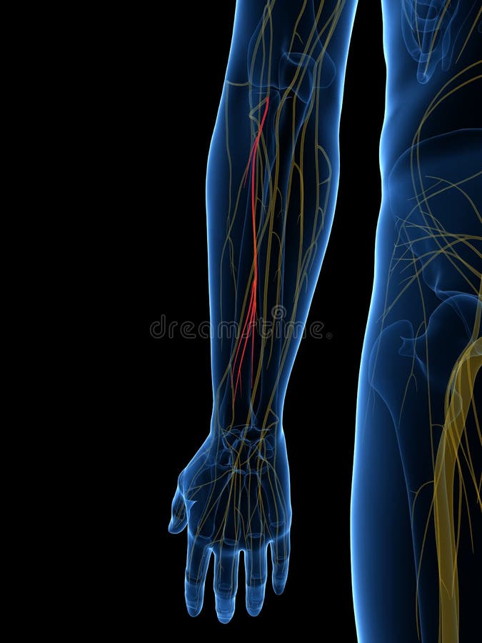 The Deep Branch Radial Nerve Stock Illustration - Illustration of nerve ...