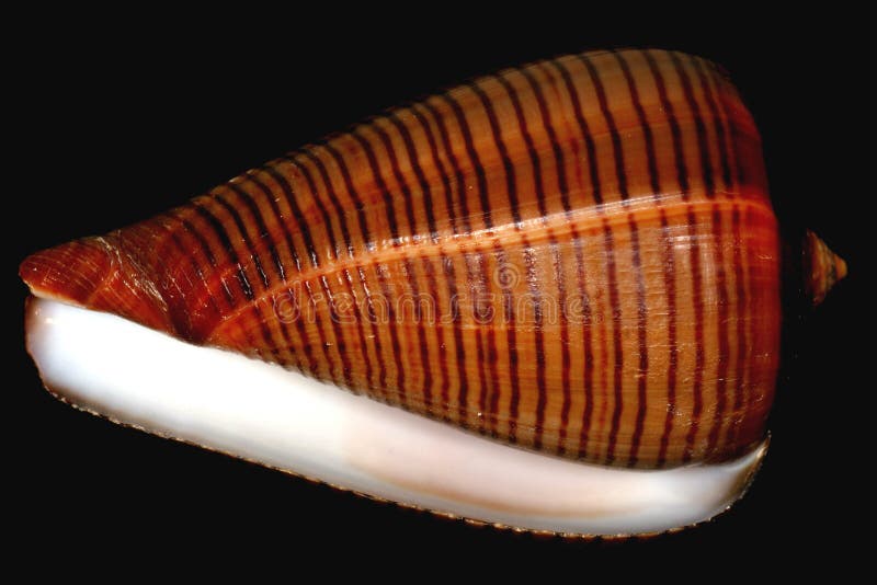 Deep Brown Conus Snail Shell with Lines Stock Photo - Image of holiday ...