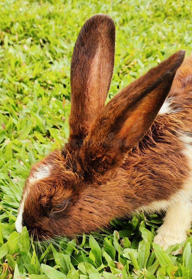 Deep Brown Rabbit Munching Grass – Close-Up View Stock Image - Image of ...