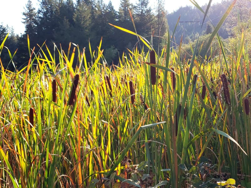 Bullrush stock photo. Image of wetland, colour, color - 4454742