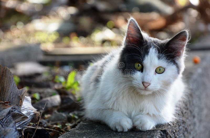 Deep cat look stock photo. Image of deep, attention, enjoying - 91259544