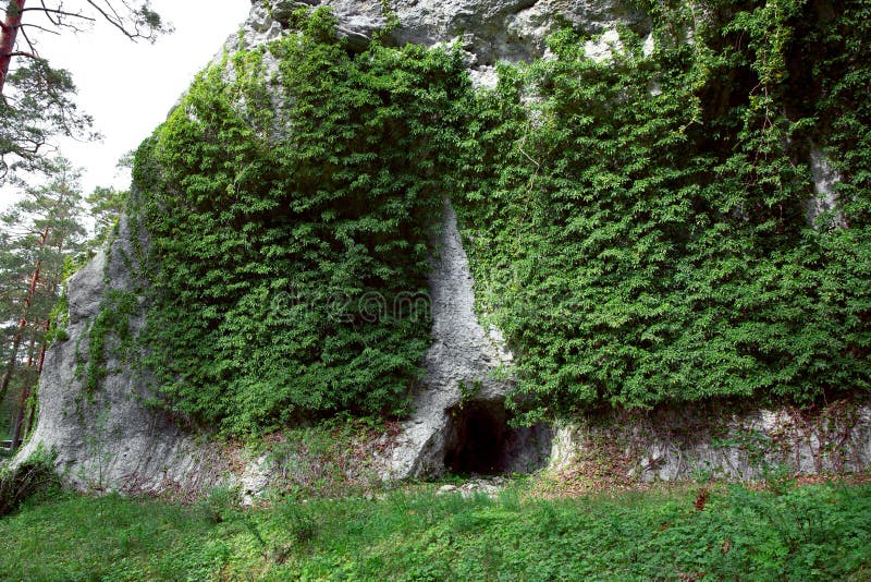 A Deep Cave with a Wall, the Wall is Covered with Ivy Stock Photo ...