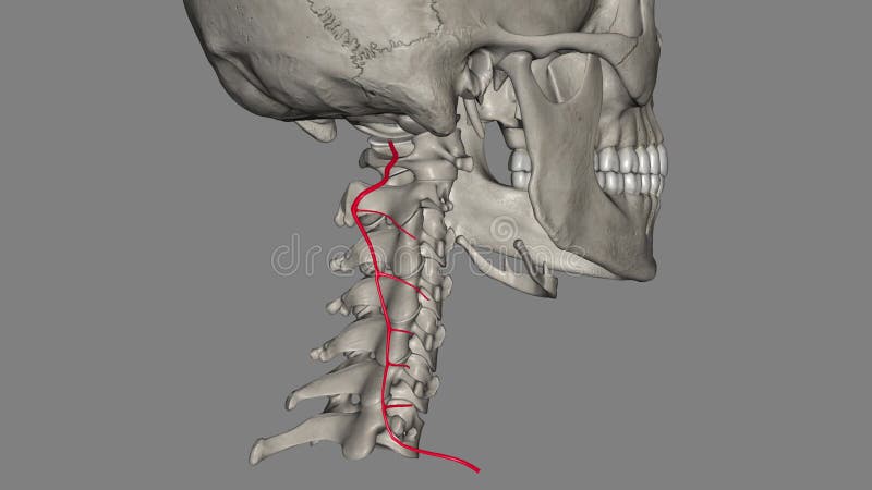 The Deep Cervical Artery (Profunda Cervicalis) is an Artery of the Neck ...
