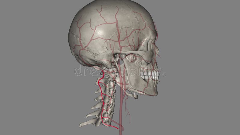 The Deep Cervical Artery (Profunda Cervicalis) is an Artery of the Neck ...