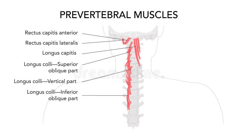 Deep Cervical Muscles Chart, Prevertebral Group, Rectus Capitis Muscles ...