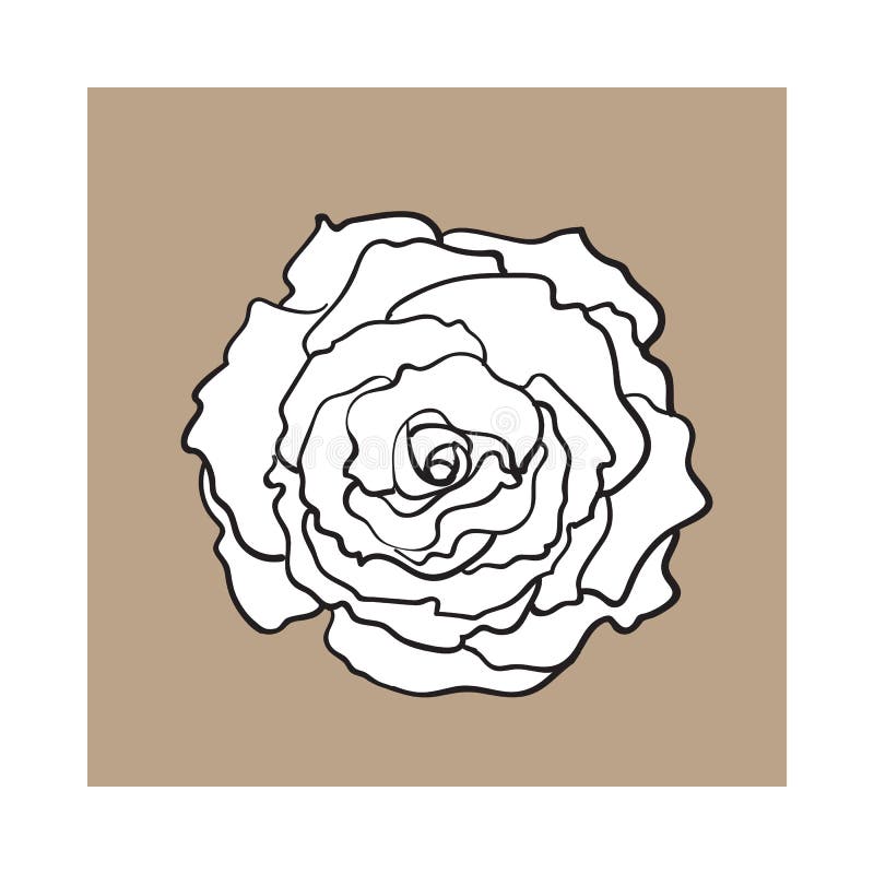 Deep Contour Rose, Top View Isolated Sketch Vector Illustration Stock ...