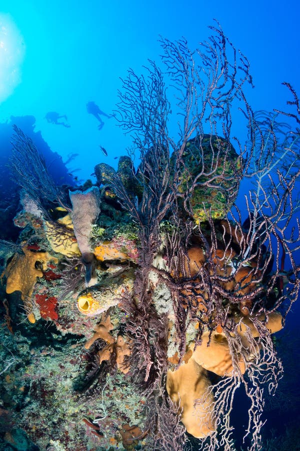 Deep Coral Reef stock image. Image of deep, healthy, colorful - 66803383