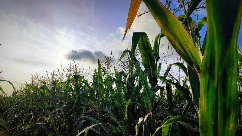 Deep Corn Field Leaf with Deep Beauty of Sky Stock Image - Image of ...