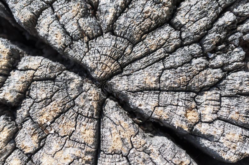 Deep Crack on the End of the Log Stock Image - Image of stump, natural ...
