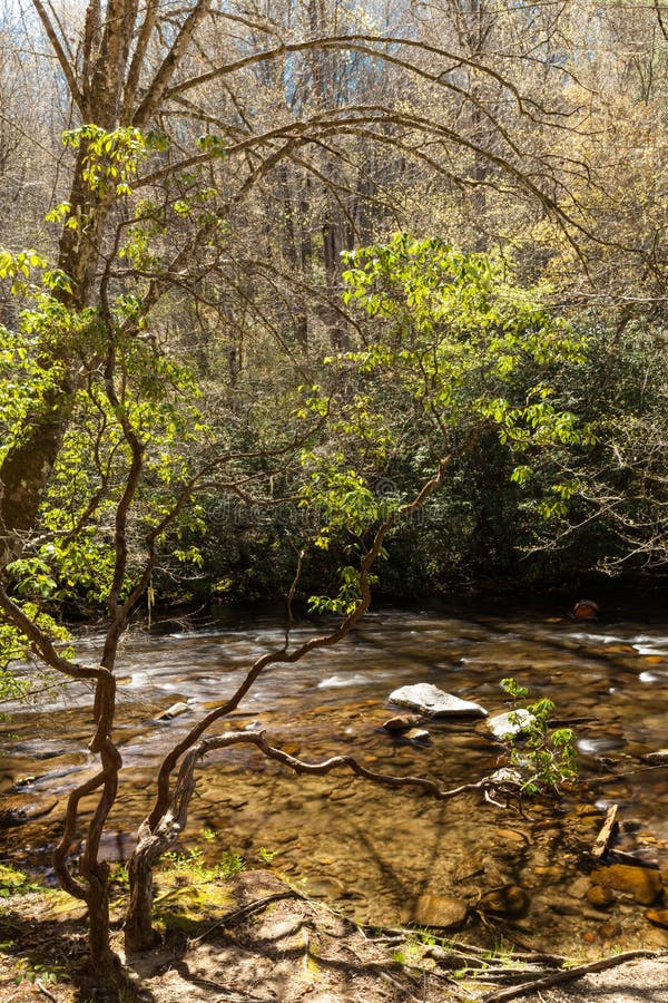 Deep Creek in the Great Smoky Mountains Stock Photo - Image of creek ...