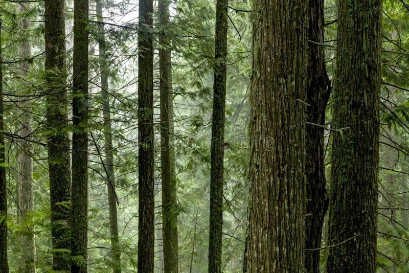 Deep Dark Cedar Forest with Many Trees Stock Image - Image of forest ...
