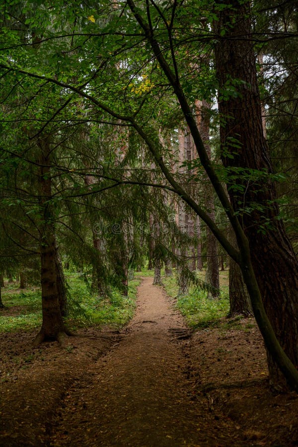 Path in the Deep Forest. Deep Dark Forest Stock Photo - Image of summer ...