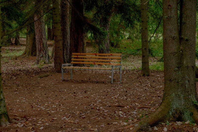 Path in the Deep Forest. Deep Dark Forest Stock Image - Image of spring ...