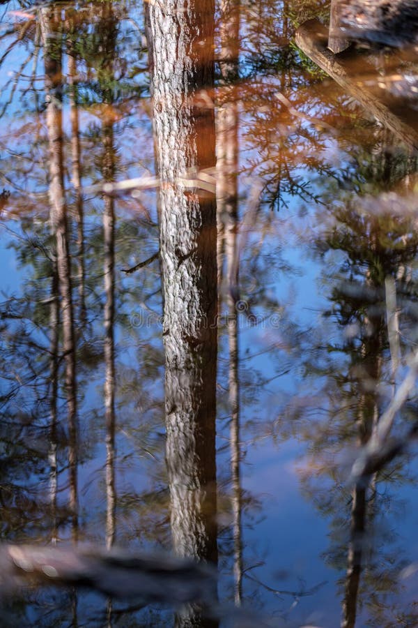 Deep Dark Forest Lake with Reflections of Trees and Green Foliage Stock ...