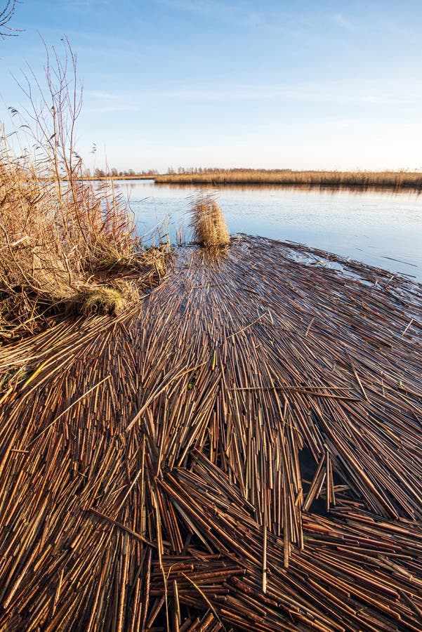 Deep Dark Forest Lake with Reflections of Trees and Green Foliage Stock ...