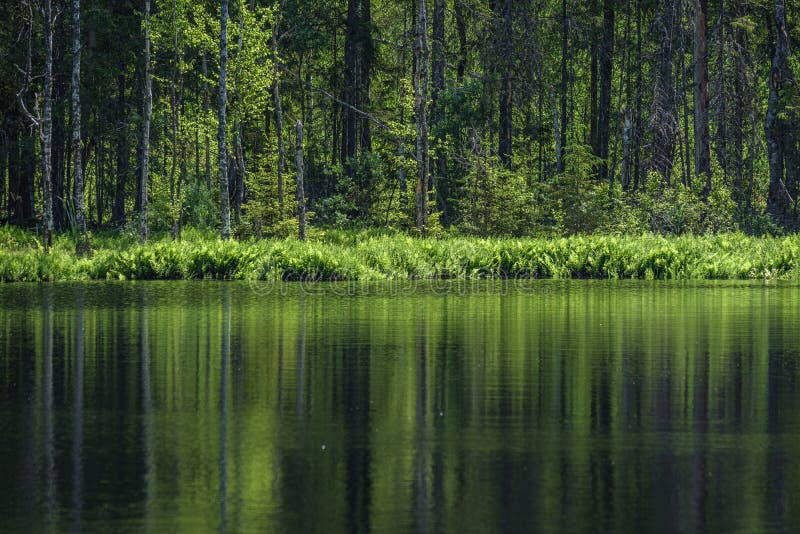 Deep Dark Forest Lake with Reflections of Trees and Green Foliage Stock ...