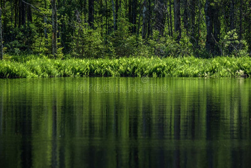 Deep Dark Forest Lake With Reflections Of Trees And Green Foliage Stock ...