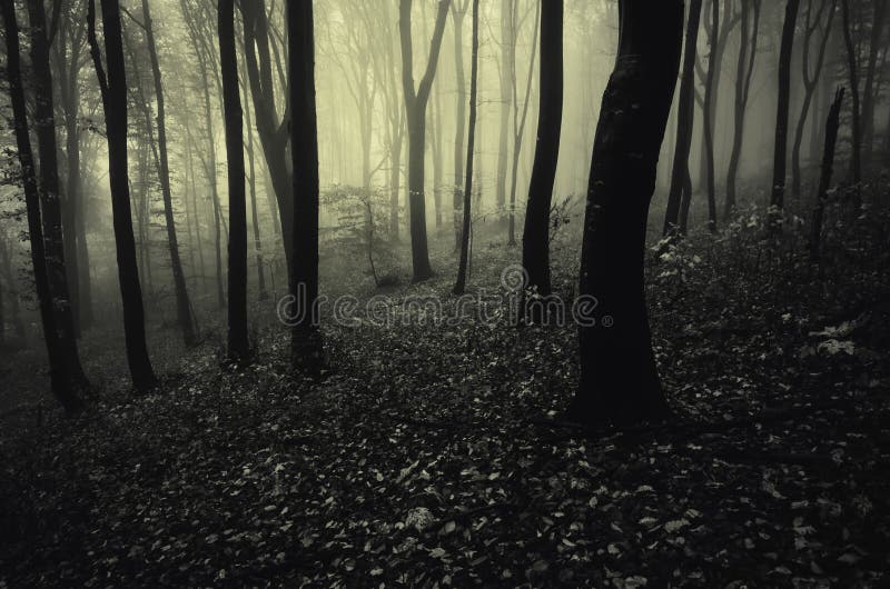 1,790 Dark Deep Forest Wallpaper Stock Photos - Free & Royalty-Free ...