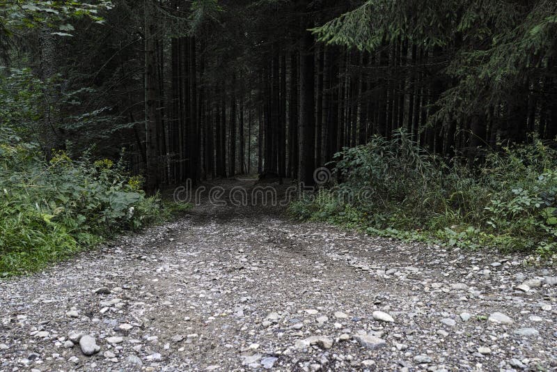Forest path after rain stock photo. Image of born, green - 32366120