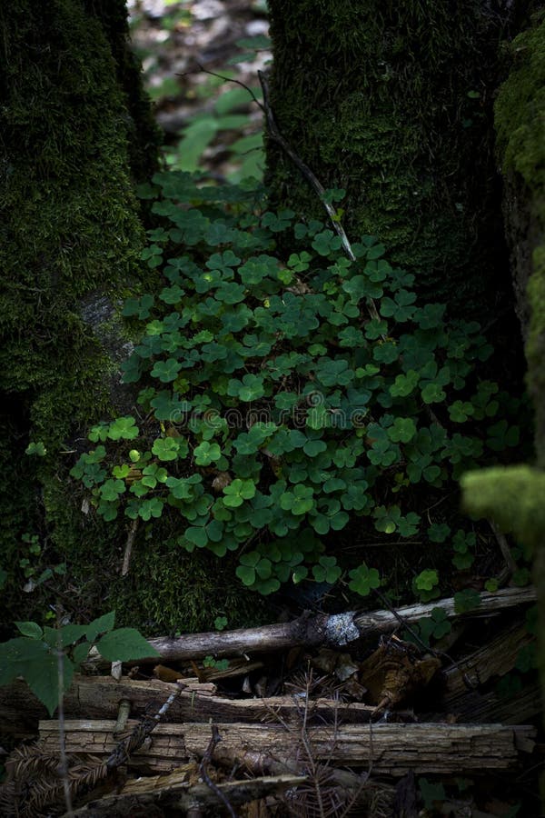 Deep Dark Green Forest Clover Stock Photo - Image of path, floor: 365118030