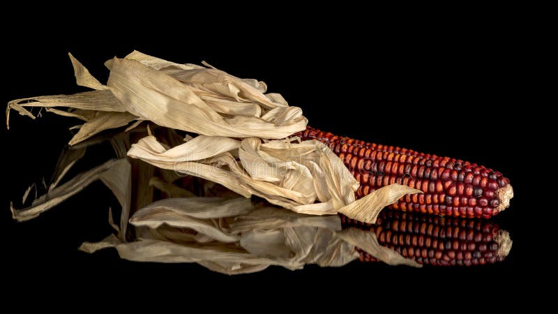 Deep Dark Red Indian Corn on a Highly Reflective Surface Stock Photo ...