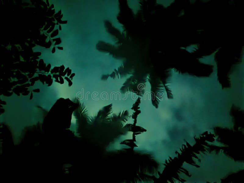 Deep Darkness in the Silence of the Forest at Night Stock Photo - Image ...