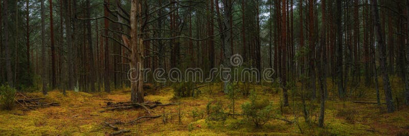 Deep Dense Autumn Forest with a Dead Tree in a Clearing. Widescreen ...