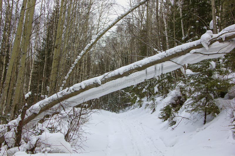 Deep Dense Forest with Fallen Tree Stock Photo - Image of fallen ...