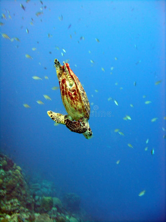 Deep Diving Turtle stock image. Image of diver, tropical - 11157493