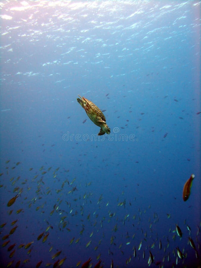 Deep Diving Turtle stock image. Image of diver, tropical - 11157493