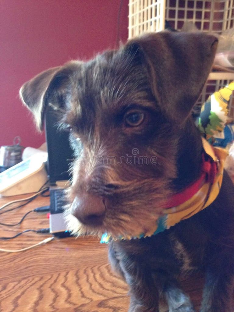 Zoned Dog Clipart Stock Photos - Free & Royalty-Free Stock Photos from ...