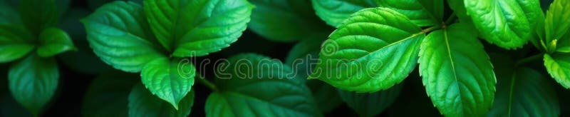 Deep Emerald Green Leaves, Glossy Surface, Visible Shadows , Leaf ...