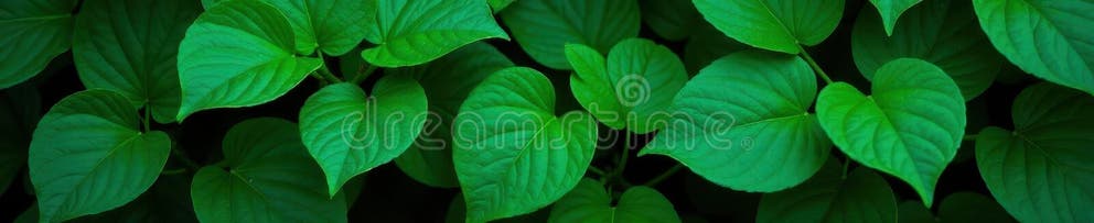 Deep Emerald Leaves, Dense, Shadowed Undergrowth, Tropical, Foliage ...