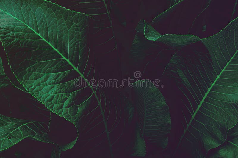 Deep Faded Green Leaves Background. Creative Layout Stock Photo - Image ...
