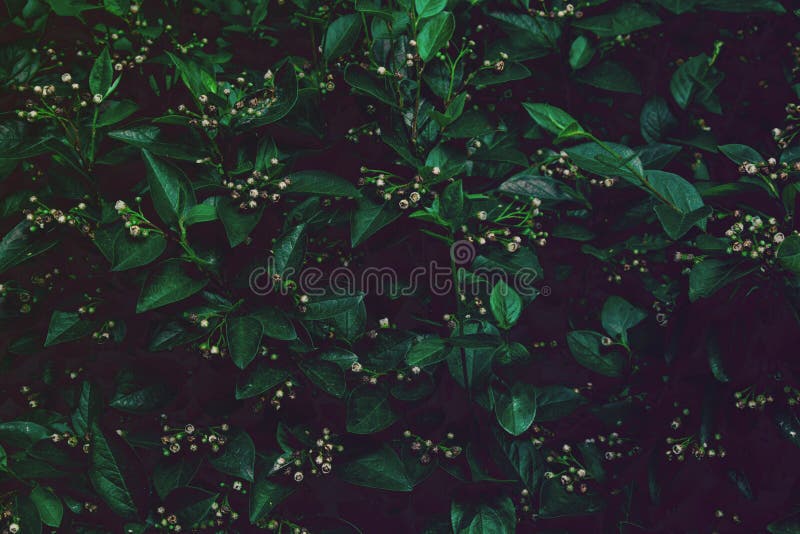 Deep Faded Green Leaves Background. Creative Layout Stock Photo - Image ...