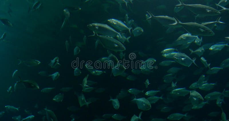 Deep Fish in Large Aquarium Stock Footage - Video of large, scuba: 83781394