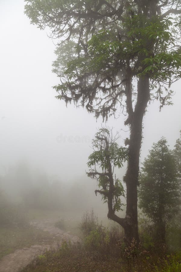 Deep fog stock photo. Image of magic, nature, landscape - 34787580