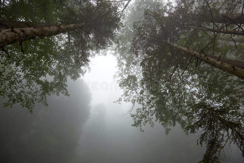 Deep Fog in Pine-tree Forest Stock Image - Image of pine, mist: 101118245