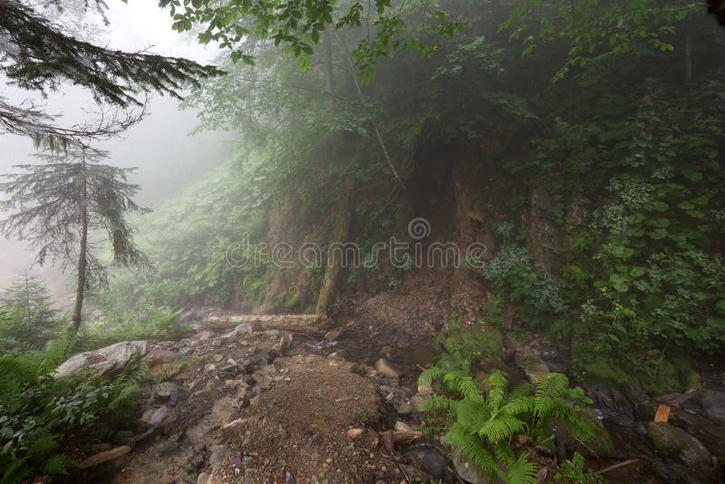 Deep Fog in Pine-tree Forest Stock Image - Image of forest, misty ...