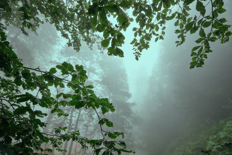 Deep Fog in Pine-tree Forest Stock Photo - Image of background, pine ...
